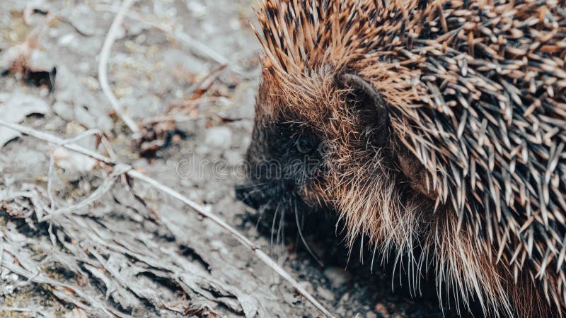 Daurian Hedgehog Stock Photos - Free & Royalty-Free Stock Photos from ...