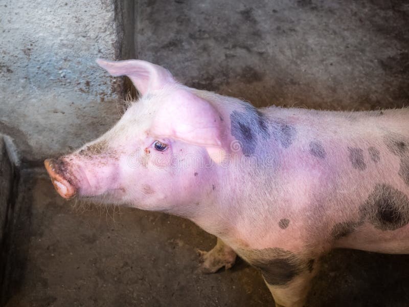 Closeup Shot of an Adorable Pig Stock Photo - Image of pink, nature ...