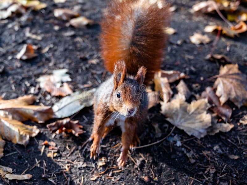 Closeup Shot of an Adorable Red Squirrel (Sciurus Vulgaris) Staring at ...