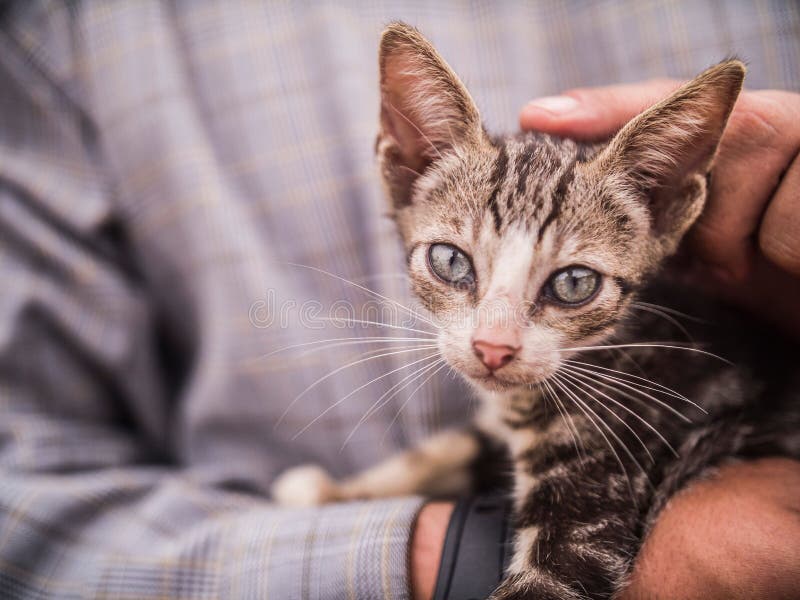 Closeup Shot Adorable Tabby Kitty Hands Person Stock Photos - Free ...