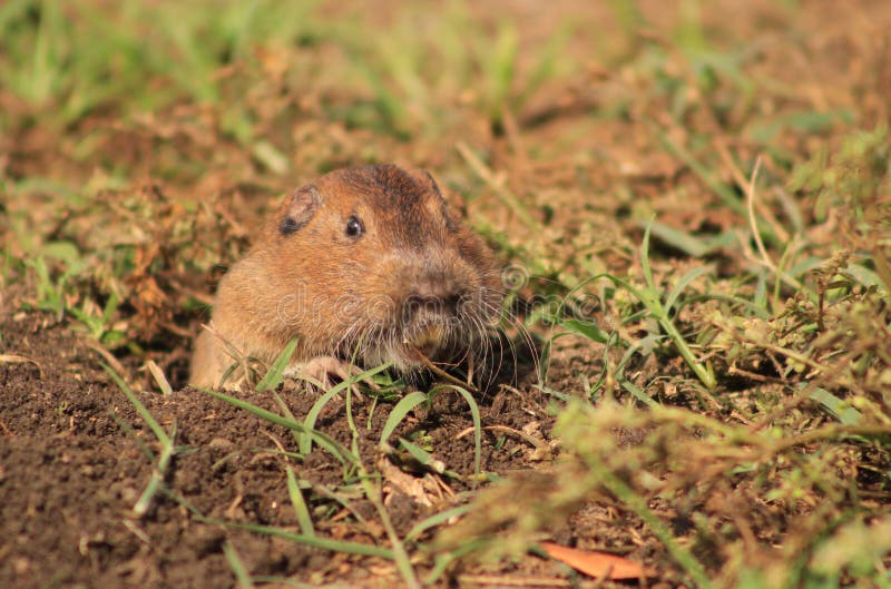 Closeup Shot of an Adorable Tuco-tuco in a Burrow Stock Photo - Image ...
