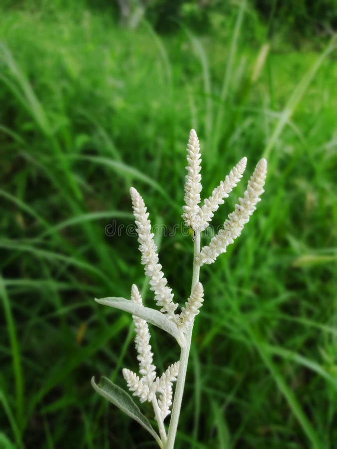 Closeup Shot of an Aerva Javanica Stock Photo - Image of botany, flora ...