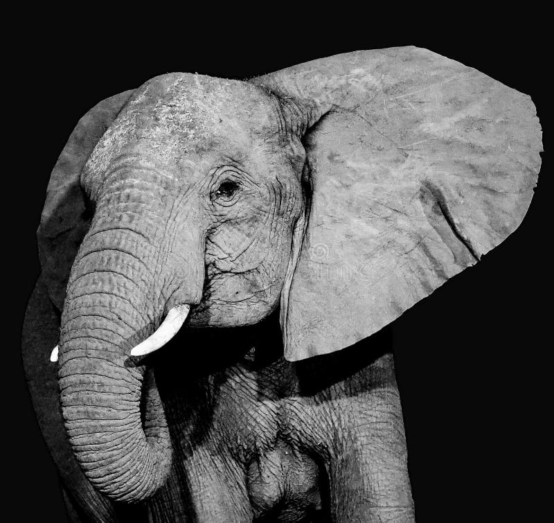Closeup Shot Of An African Bush Elephant Loxodonta Africana On A