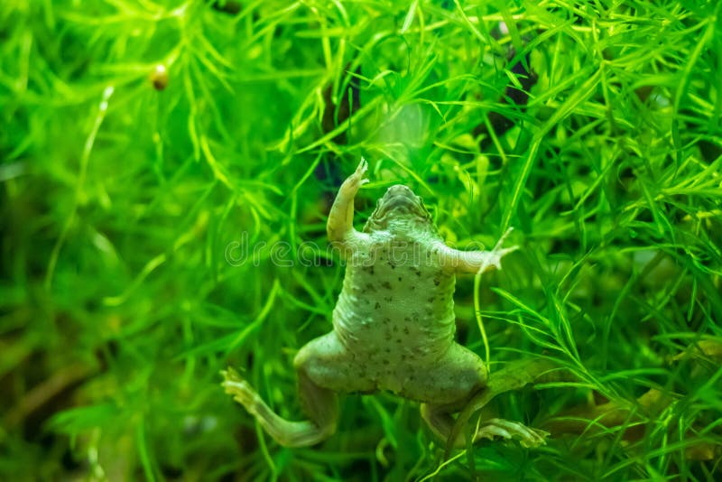 African Clawed Frog, African Clawed Toad, African Claw-toed Frog ...