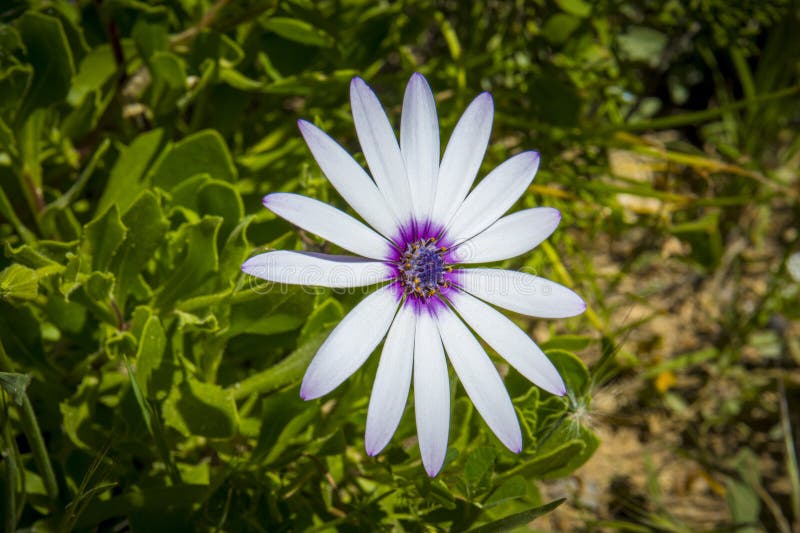 Closeup Shot of the African Daisy or Cape Daisy (Dimorphotheca) Flower ...