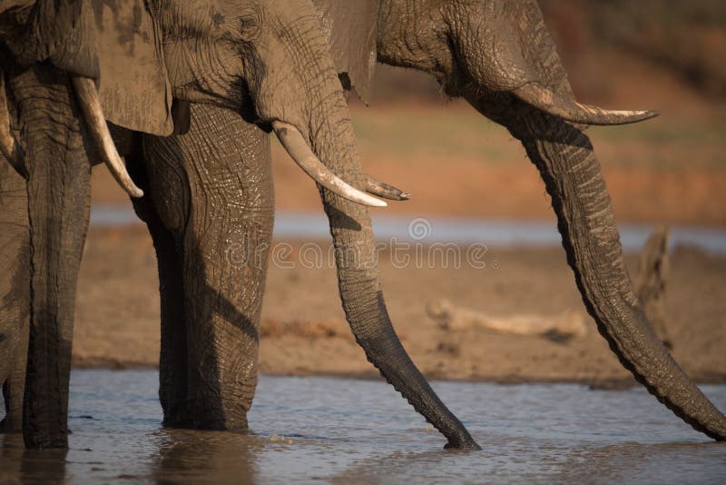 Closeup Shot of African Elephants Getting Water from the Lake Stock ...