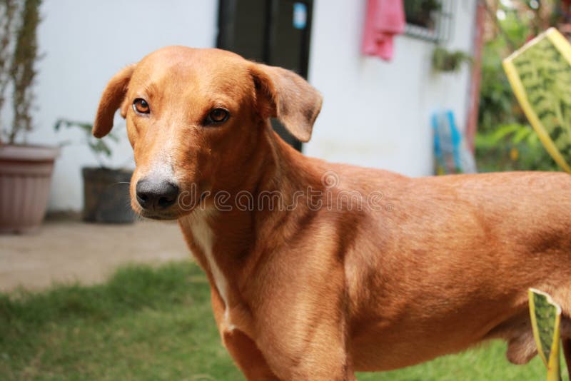 Africanis Breed Stock Photos - Free & Royalty-Free Stock Photos from ...