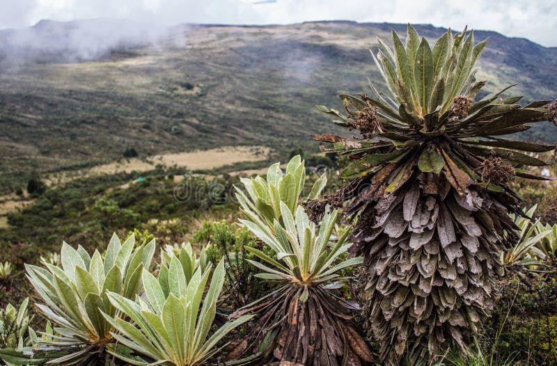Closeup Shot of Agave Trees in the Daylight Stock Photo - Image of ...