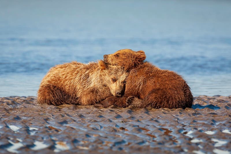 Closeup Shot of Alaska Brown Bears Hugging Each Other Stock Image ...