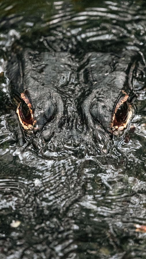 Closeup Shot of an Alligator Eyes Rising from the Water Stock Photo ...