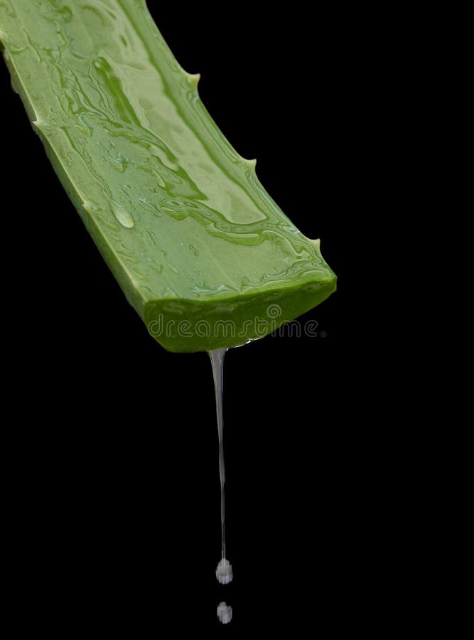 Closeup Shot of Aloe Vera with Gel Dripping Stock Photo - Image of ...