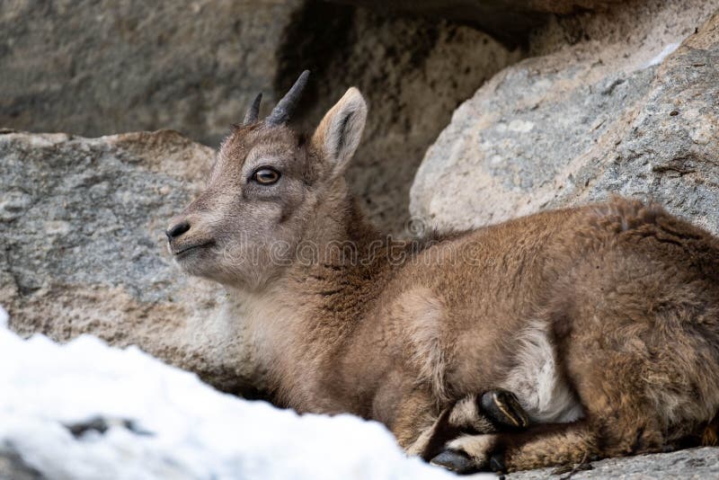 Closeup Shot of Alpine Ibex Baby (Capra Ibex) Stock Photo - Image of ...