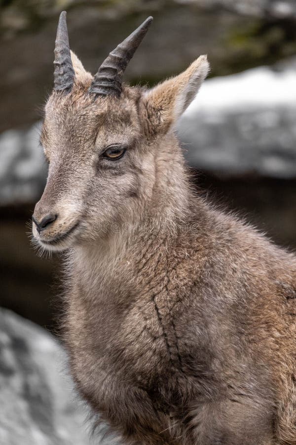 Closeup Shot of Alpine Ibex Baby (Capra Ibex) Stock Photo - Image of ...