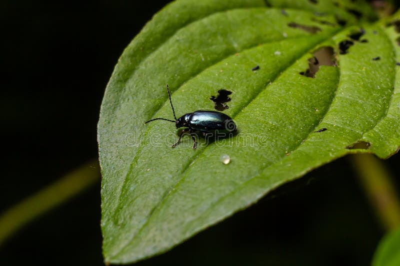 Closeup Shot of a Altica Flea Beetle at the Edge of a Green Leaf Stock ...