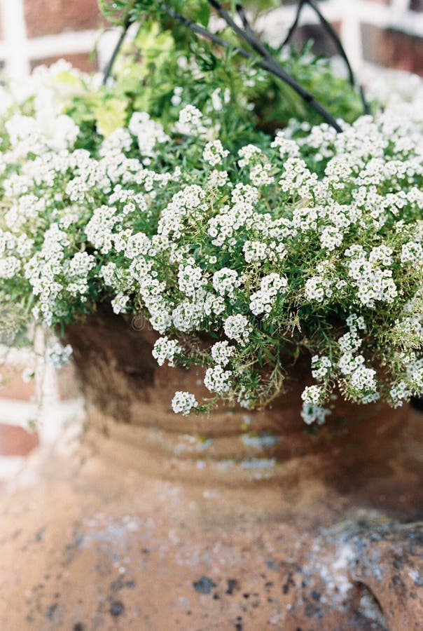 183 Alyssum Pot Stock Photos - Free & Royalty-Free Stock Photos from ...