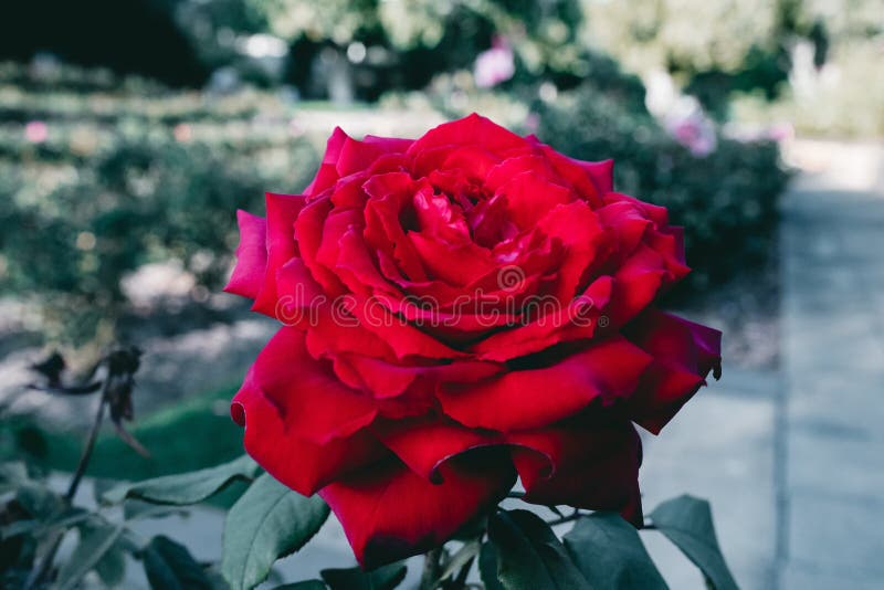 Closeup Shot of an Amazing Red Rose Flower Stock Photo - Image of flora ...