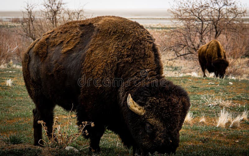 Closeup Shot of an American Bison Grazing Grass at Antelope Island ... Closeup Shot of an American Bison Grazing Grass at Antelope Island ...