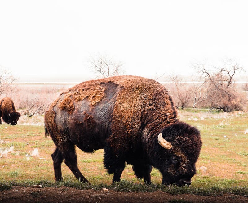 Closeup Shot of an American Bison Grazing Grass at Antelope Island ... Closeup Shot of an American Bison Grazing Grass at Antelope Island ...