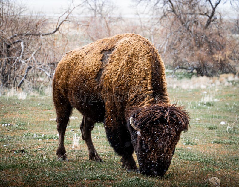 Closeup Shot of an American Bison Grazing Grass at Antelope Island ... Closeup Shot of an American Bison Grazing Grass at Antelope Island ...