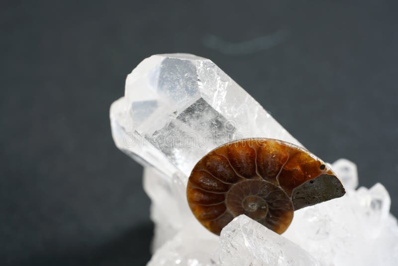Ammonite stone stock image. Image of natural, extinct - 31584445