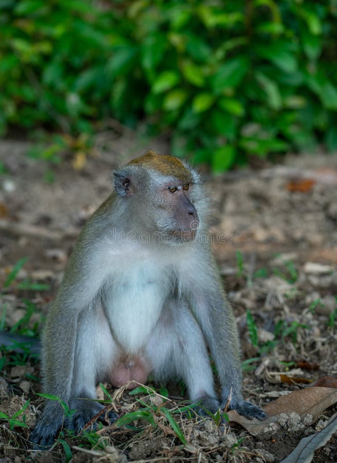 Amonkey Stock Photos - Free & Royalty-Free Stock Photos from Dreamstime