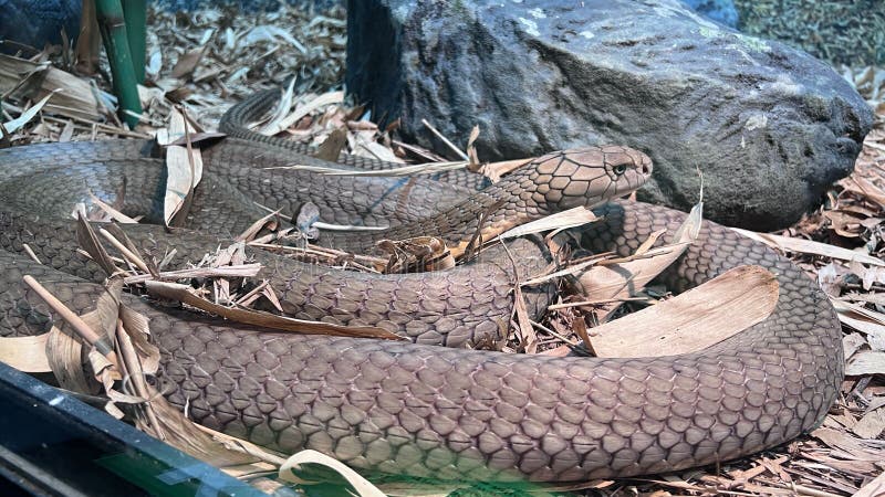 Closeup Shot of the Anaconda Snake Stock Photo - Image of ecology ...