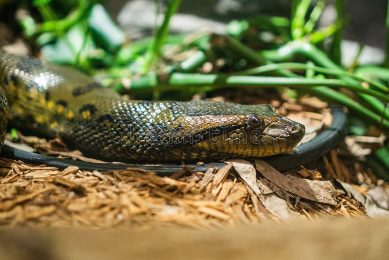 Closeup Shot of the Anaconda Snake Stock Photo - Image of natural ...