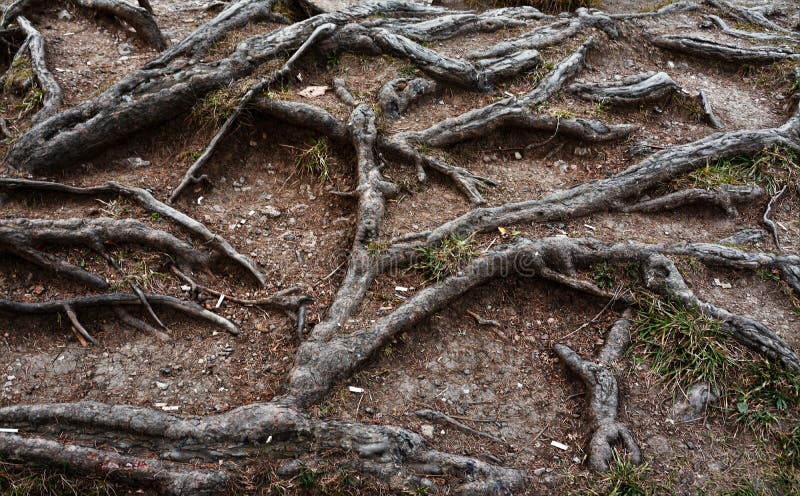 Closeup Shot of Ancient Tree Roots on the Ground Stock Photo - Image of ...