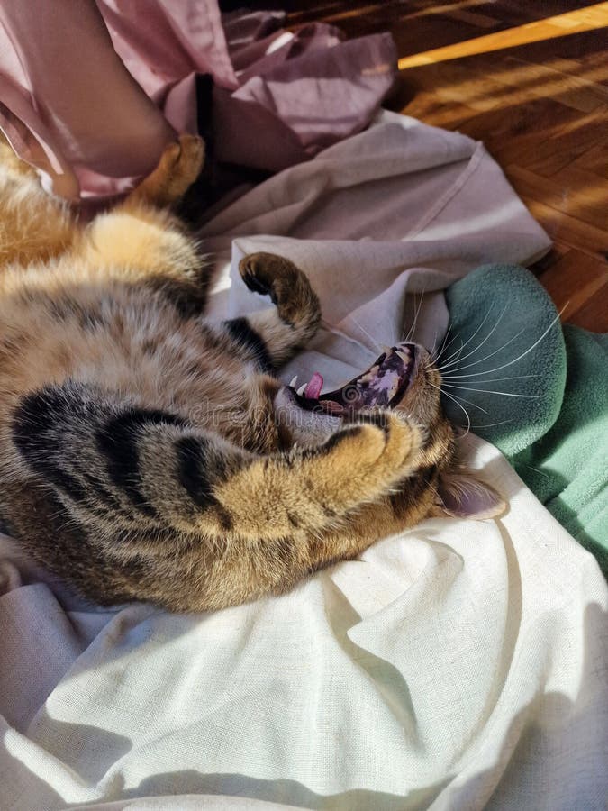 Closeup Shot of an Angry Cat with an Open Mouth Stock Photo - Image of ...