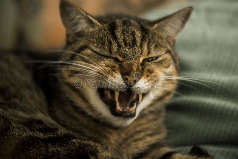 Closeup Shot of an Angry-looking Cat Stock Image - Image of grey, angry ...