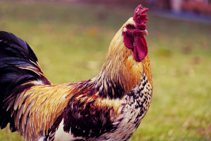 621 Angry Rooster Stock Photos - Free & Royalty-Free Stock Photos from ...