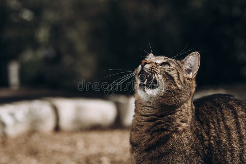 Closeup Shot of an Angry Tabby Cat Stock Image - Image of teeth, wild ...