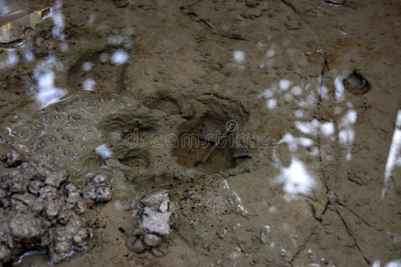 Closeup Shot of an Animal Footprint in the Mud Stock Photo - Image of ...