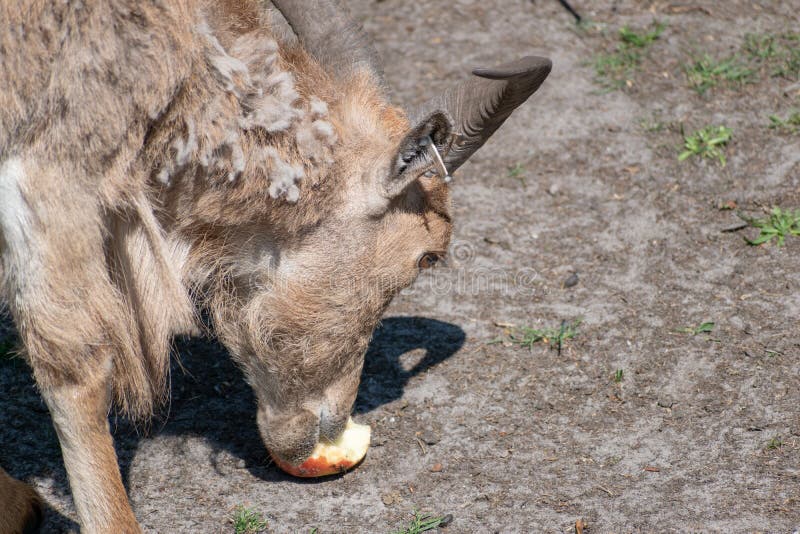 Antelope eating stock photo. Image of herd, thirst, south - 7721890