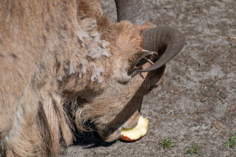 Antelope Eating Long Bean with Soft Light Stock Photo - Image of ...