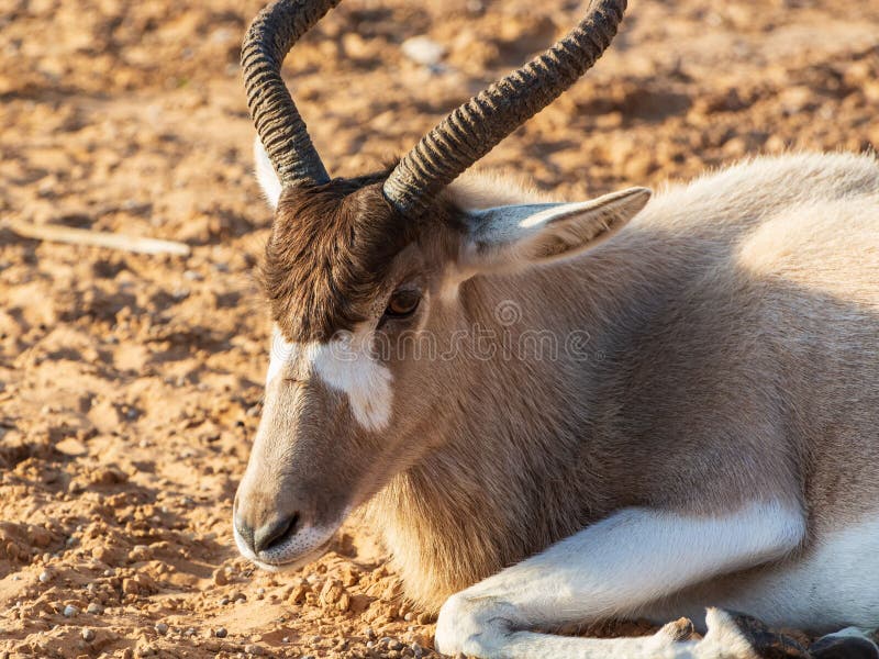 Closeup Shot of an Antelope with Horns Resting on the Ground Stock ...