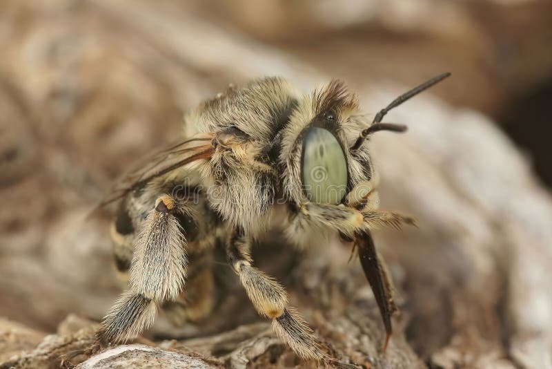 Closeup Shot of an Anthophora Bimaculata on Blurry Background Stock ...