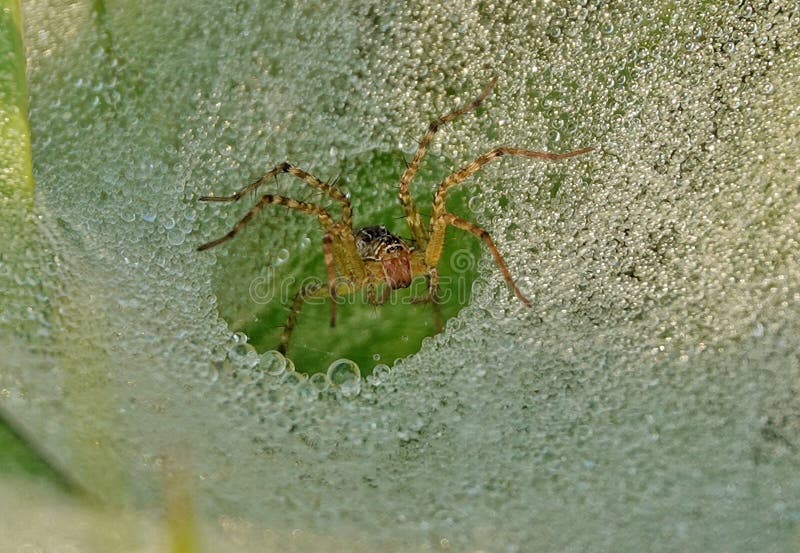Closeup Shot of a Anyphaenid Sac Spider Standing in Its Web Bubbles on ...