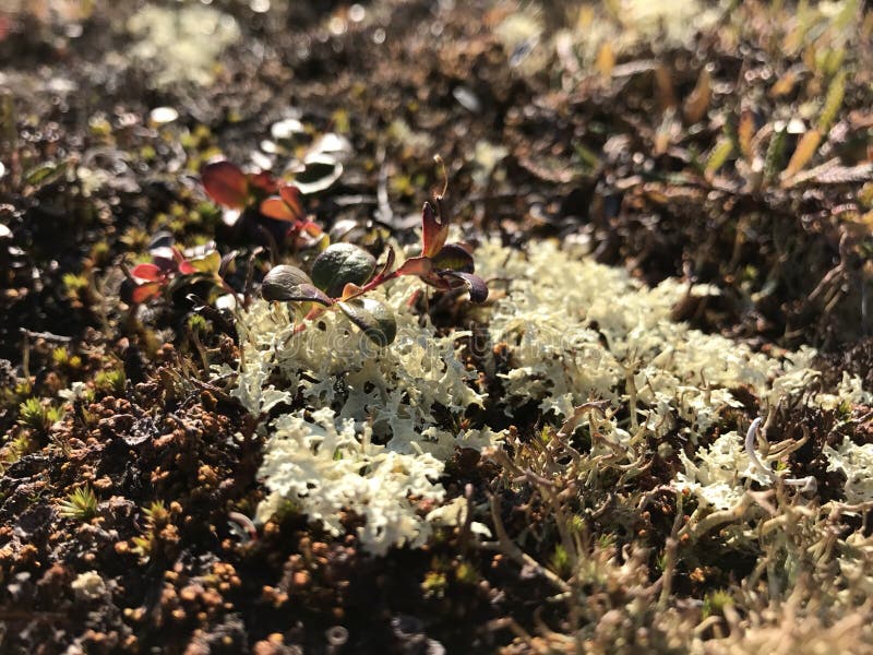 Arctic moss stock photo. Image of biology, colorful, surface - 16611796