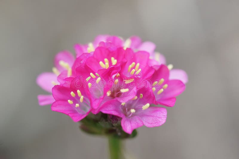 Closeup Shot of Armeria Maritima Flower Stock Photo - Image of ...