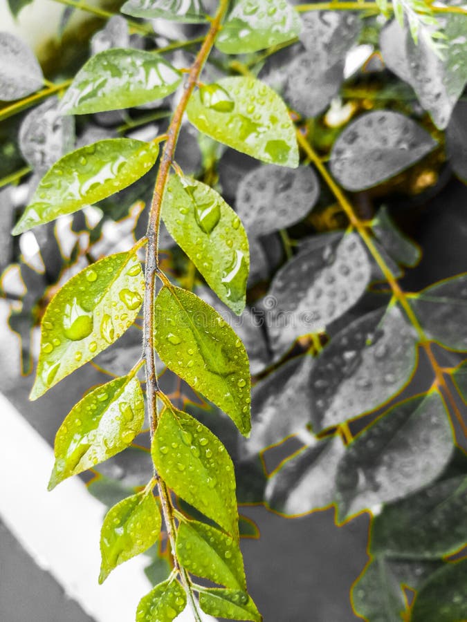 Closeup Shot of an Array of Leaves in a Single Strand. Stock Photo ...