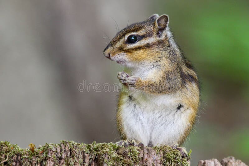 Closeup Shot of Asian Chipmunk Sitting Against Blur Background Stock ...