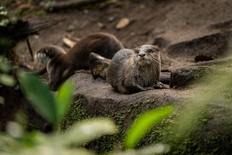 Closeup Shot of an Asian Small-clawed Otter Sitting on the Large Stone ...