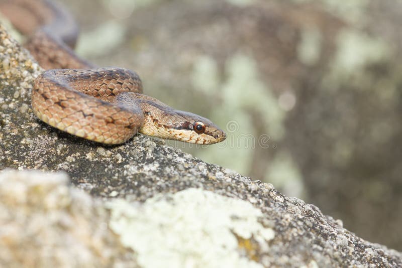 Closeup Shot of an Austrian Coronella in Attack Position Stock Photo ...