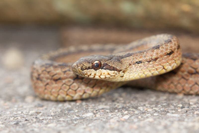 Closeup Shot of an Austrian Coronella in Attack Position Stock Photo ...