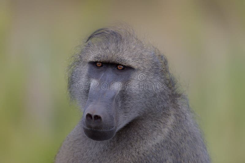 Closeup Shot of a Baboon with a Blurred Background Stock Image - Image ...