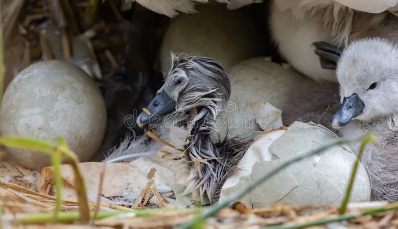 Closeup Shot of Baby Ducks Hatching from Eggs Stock Photo - Image of ...