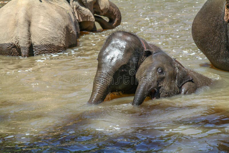 Closeup Shot of Baby Elephants Swimming in a Pond Stock Photo - Image ...