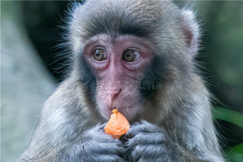 Baby Macaque Monkeys Sharing Food in Cambodia Stock Photo - Image of ...