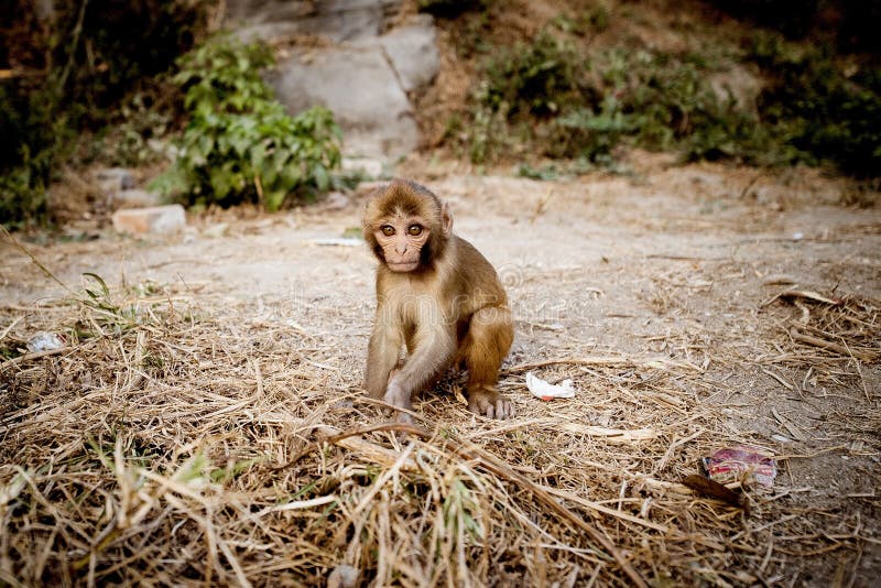 Closeup Shot of a Baby Monkey Standing on Broken Branches with a ...